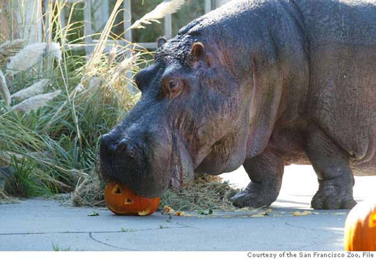 'Sad day at the zoo' / 44-year-old hippo dies in SF