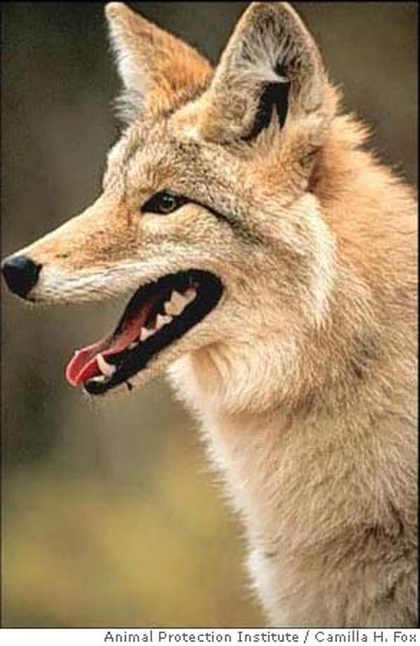 Coyotes come out of wilderness and into Bay Area's backyards ...