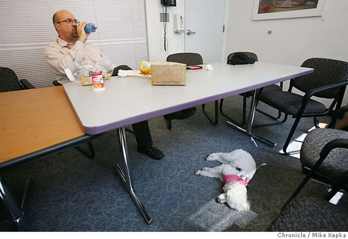 UCSF's 15-pound therapist / Izzy the poodle brings joy to patients who ...