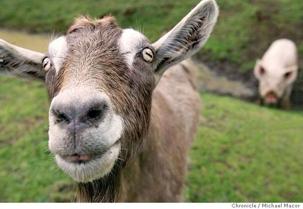 ANIMAL RIGHTS / All Creatures Great and Small / Nedim Buyukmihci's ...