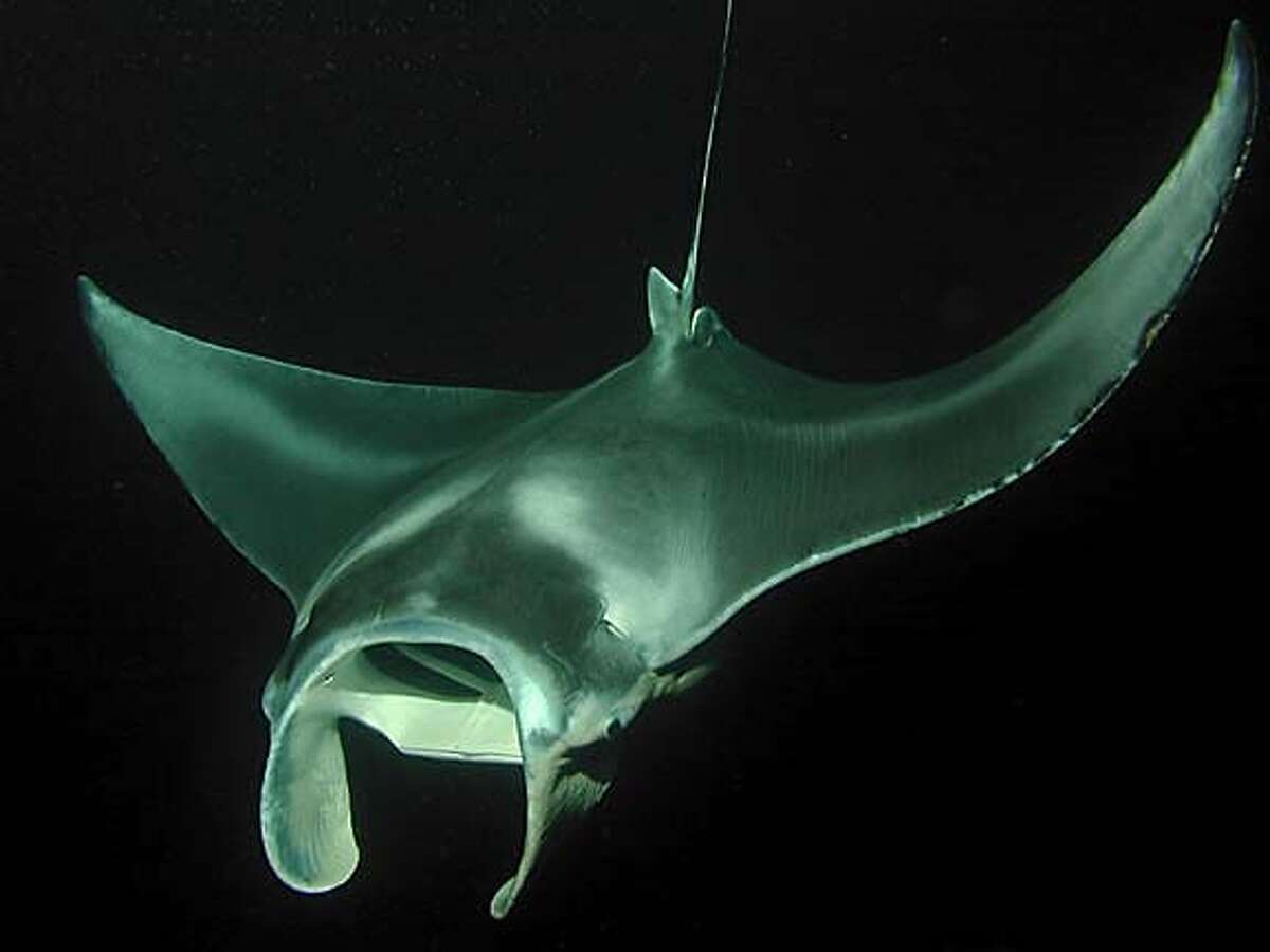 'Devil fish' provide celestial experience for divers on Big Island ...