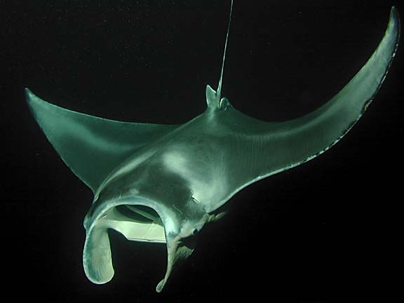 'Devil fish' provide celestial experience for divers on Big Island ...