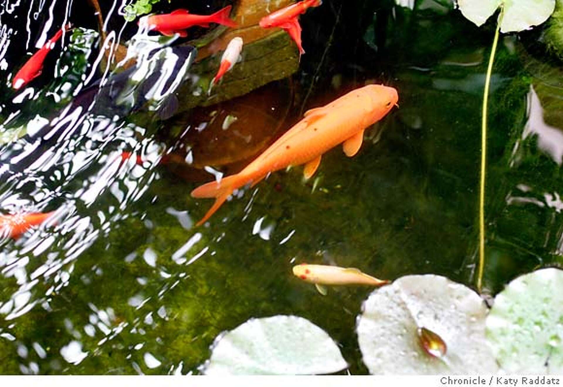 'You've got fish!' Building a backyard pond