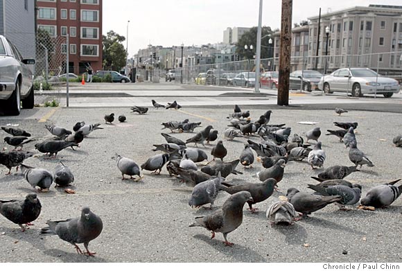 Pesky or pretty? Pigeons, parrots have their devotees / Counters track ...