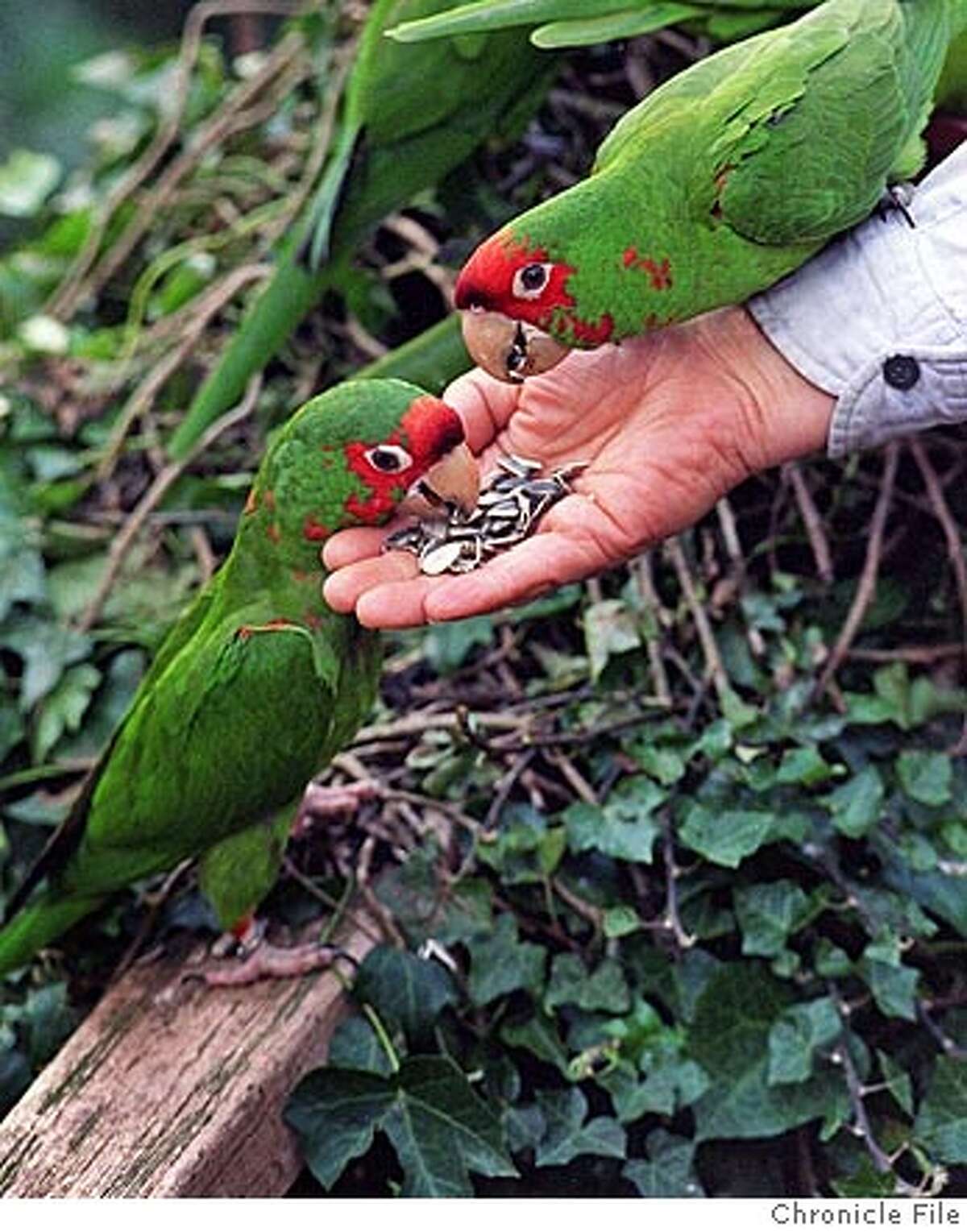 Cans of 'parrot meat' in North Beach store window spark controversy