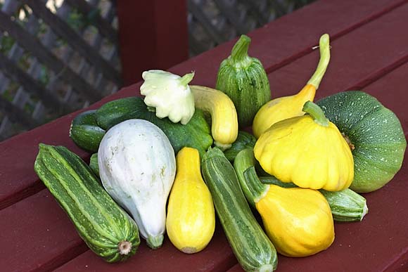 Squash / Master gardeners offer a taste of the many varieties of this ...