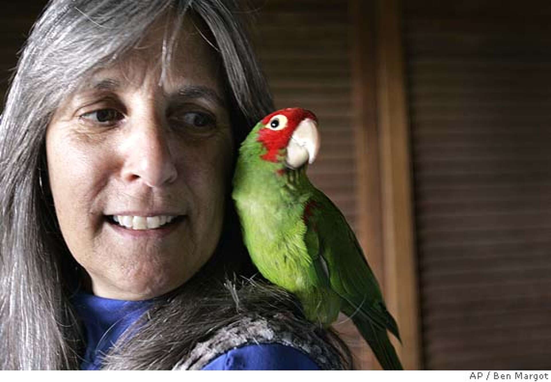SAN FRANCISCO / Parrots have flown the coop / After cypress felled ...
