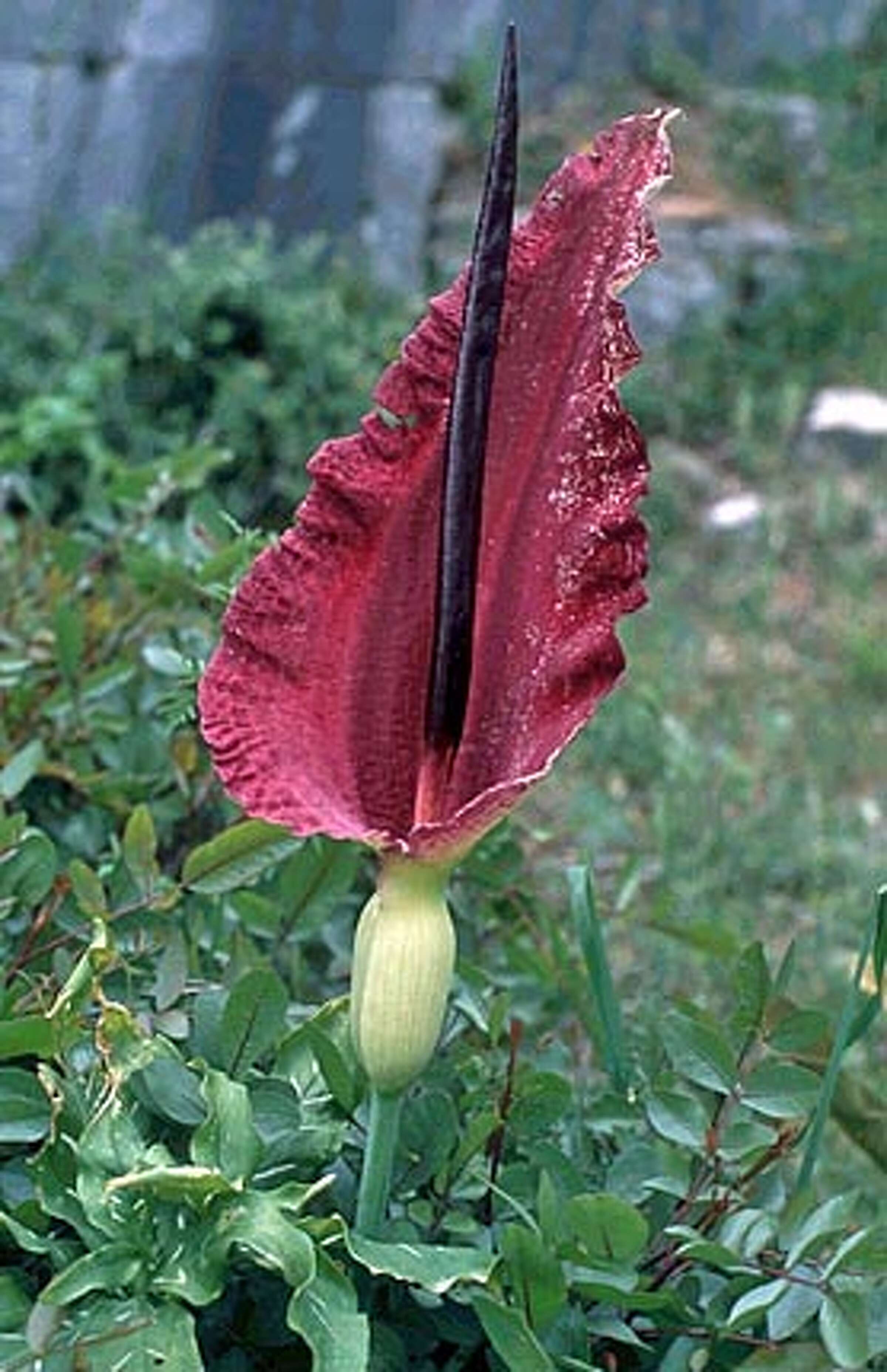 Poison Garden a head twirler at Alnwick Castle / Just don't touch the ...