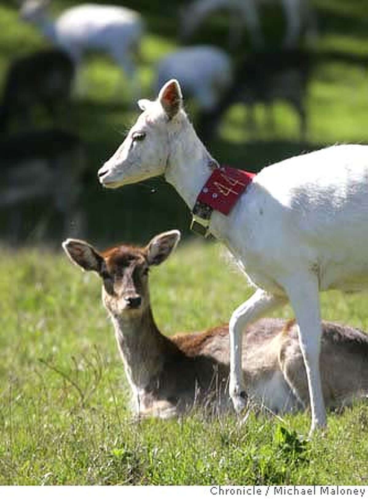Exotic invaders besiege U.S. parks