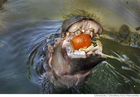 Cuddles chomps a pumpkin