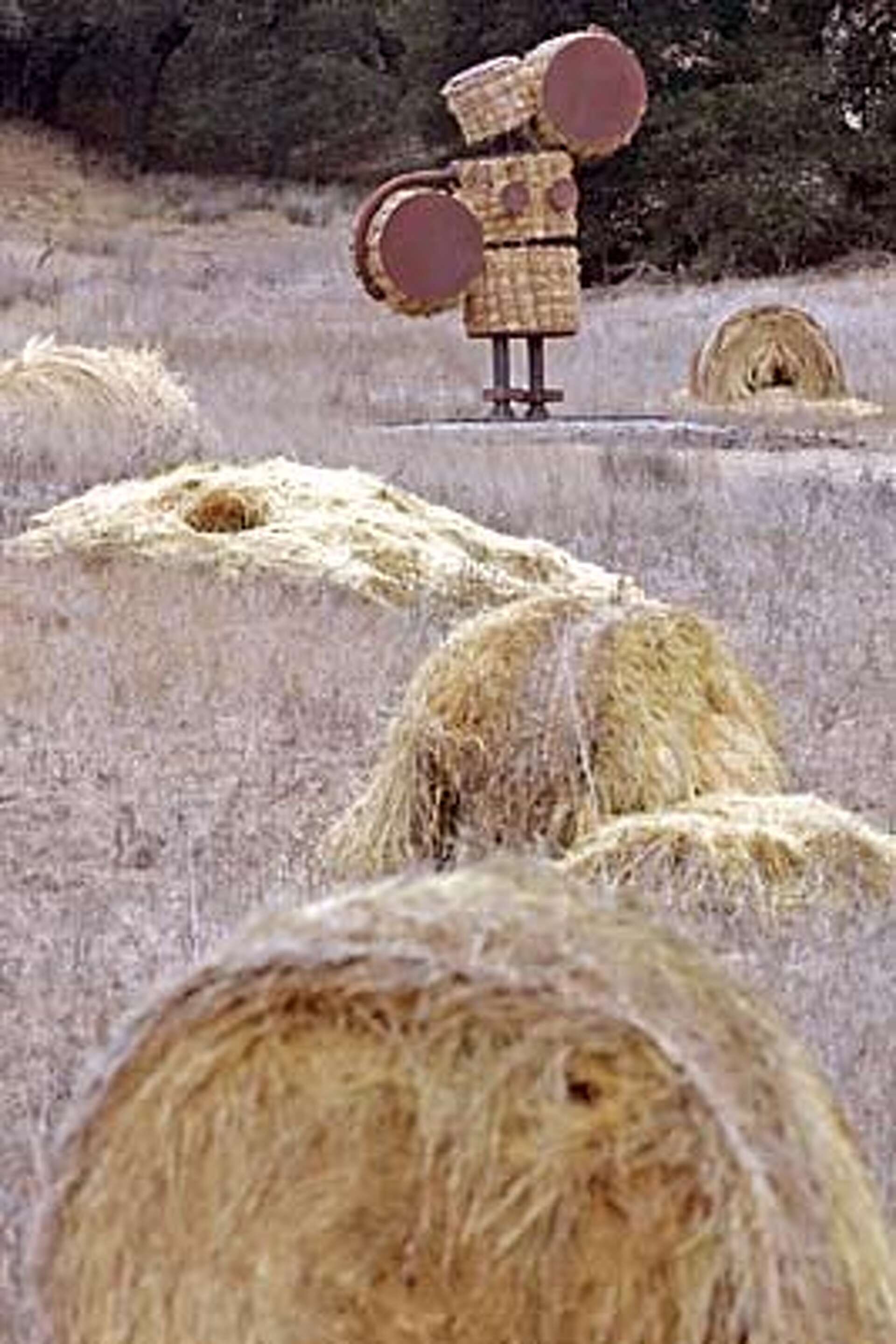 New (straw) man on campus