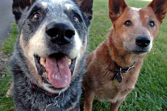 Teaching two dogs in one home to just get along together