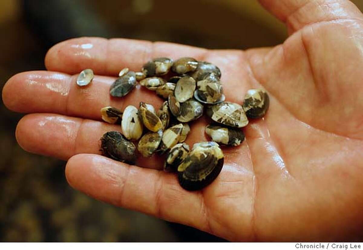 LOCAL WATERS CLAM UP / The tiny, sweet shellfish boost coastal ...