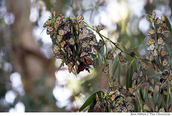 MONARCHS OF MONTEREY