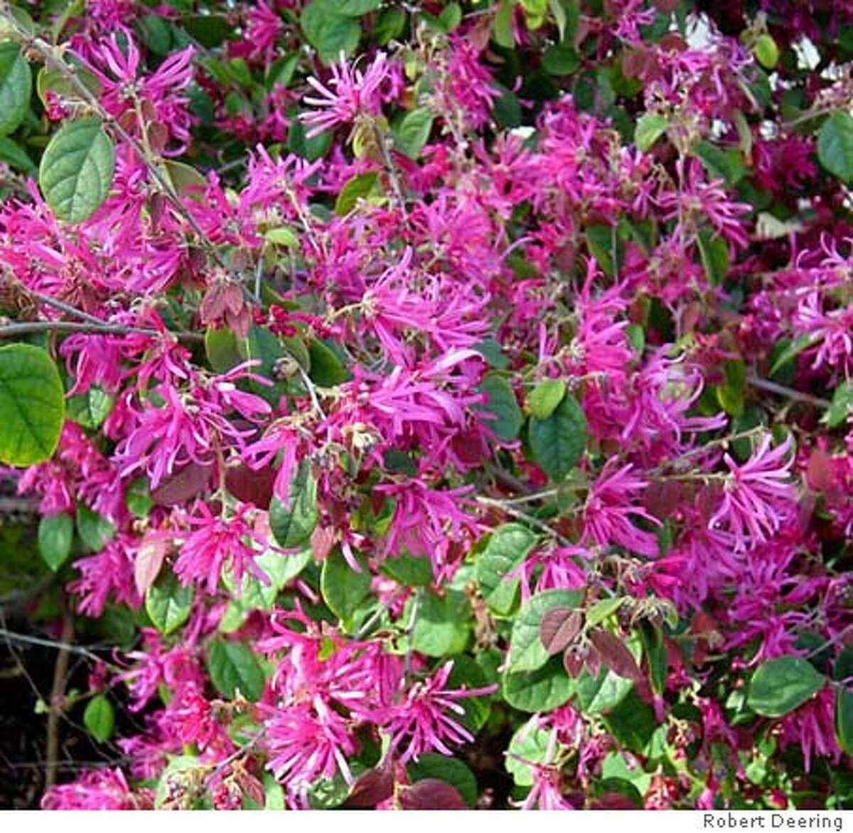 PICK OF THE WEEK / Chinese Fringe Flower / Evergreen Asian shrub ...