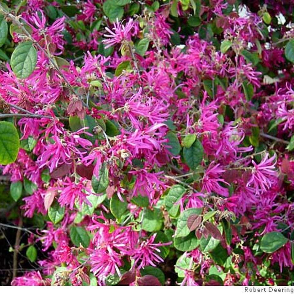 PICK OF THE WEEK / Chinese Fringe Flower / Evergreen Asian shrub ...
