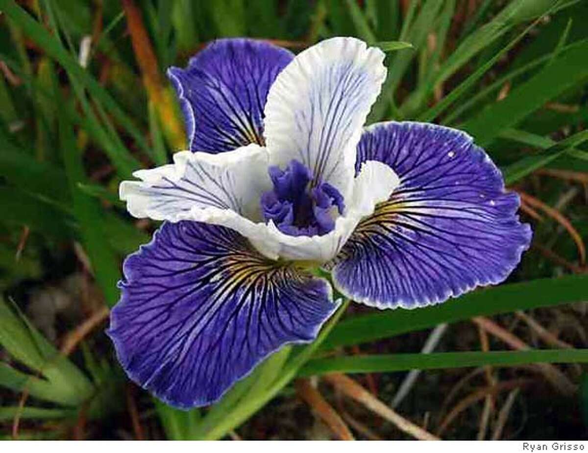 Iris hybridizing novice quickly grew masterful