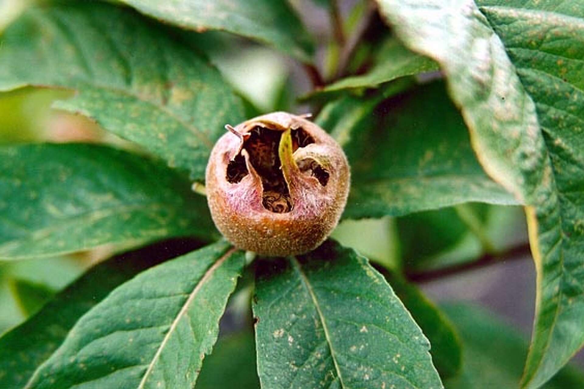 Some uncommon fruit trees produce crops without fuss