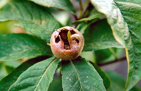 Some uncommon fruit trees produce crops without fuss