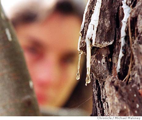 For trees, diseases not always disastrous / Genetic diversity key to ...