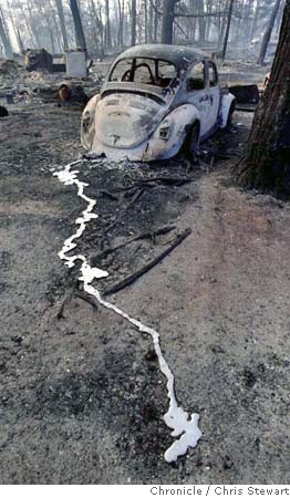 MOUNT VISION FIRE: 10 Years After / Once-ravaged Point Reyes blooming ...