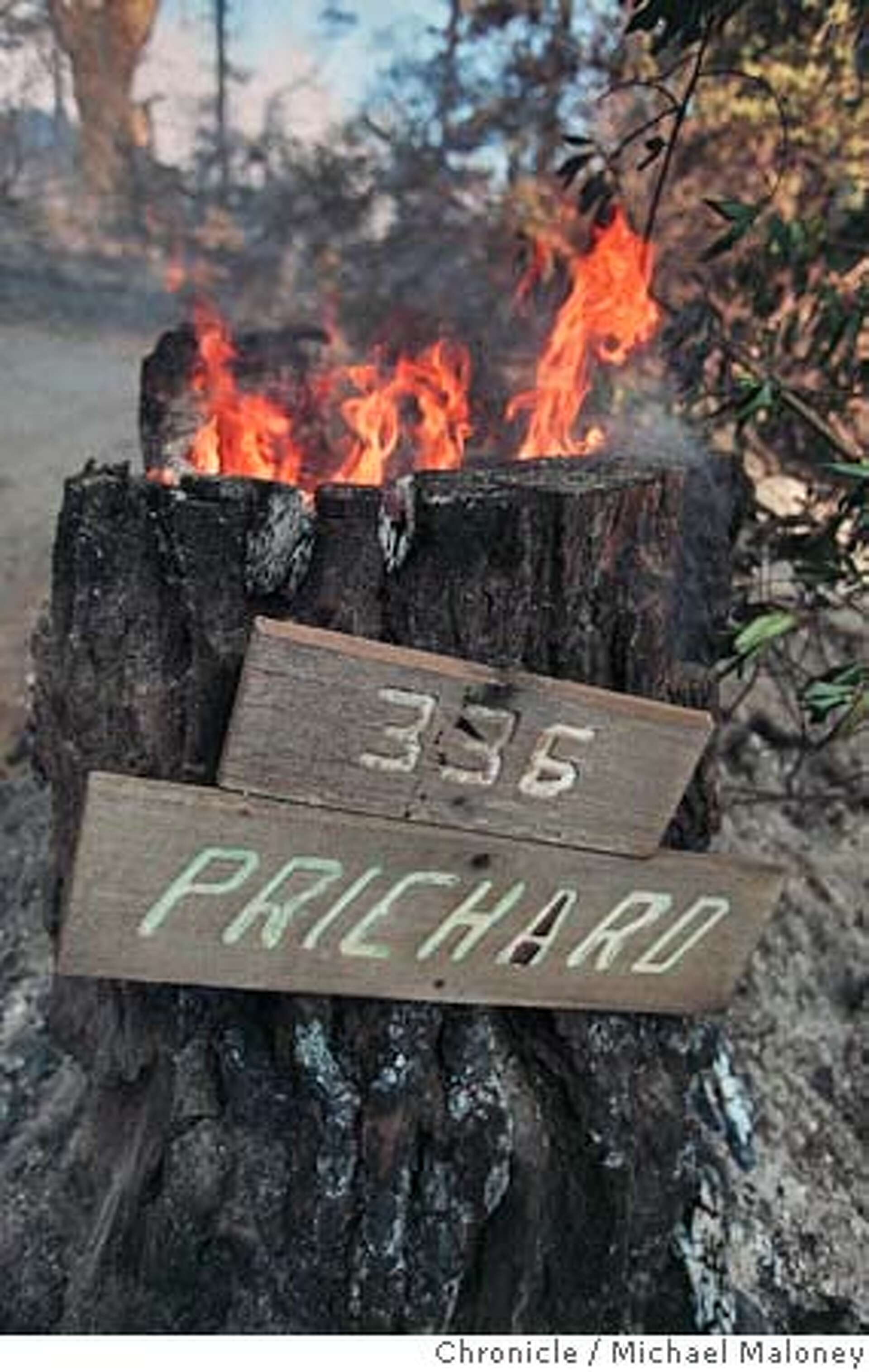 MOUNT VISION FIRE: 10 Years After / Once-ravaged Point Reyes blooming ...