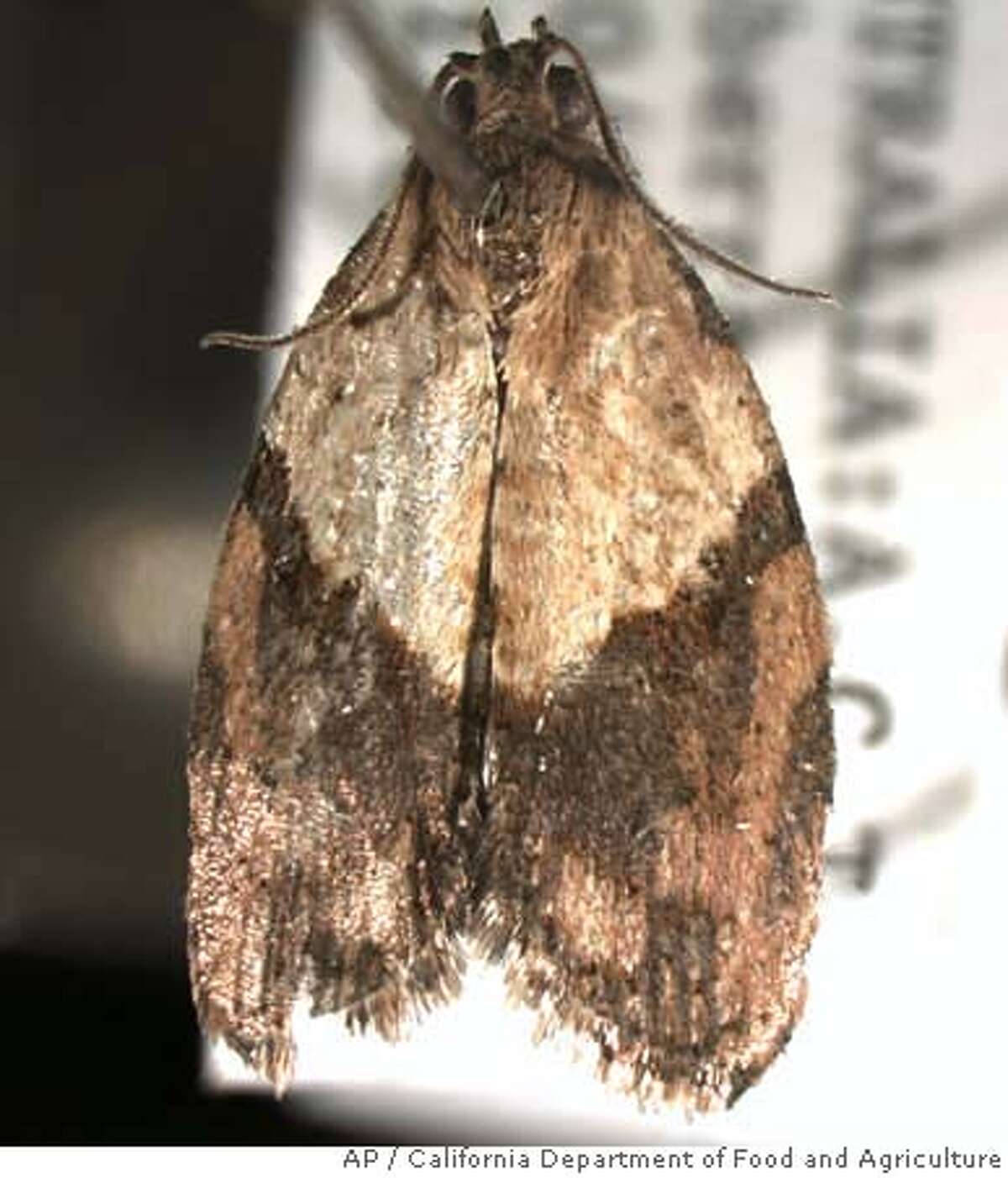 Foreign moth threatens crops, landscaping / Bay Area ground zero ...