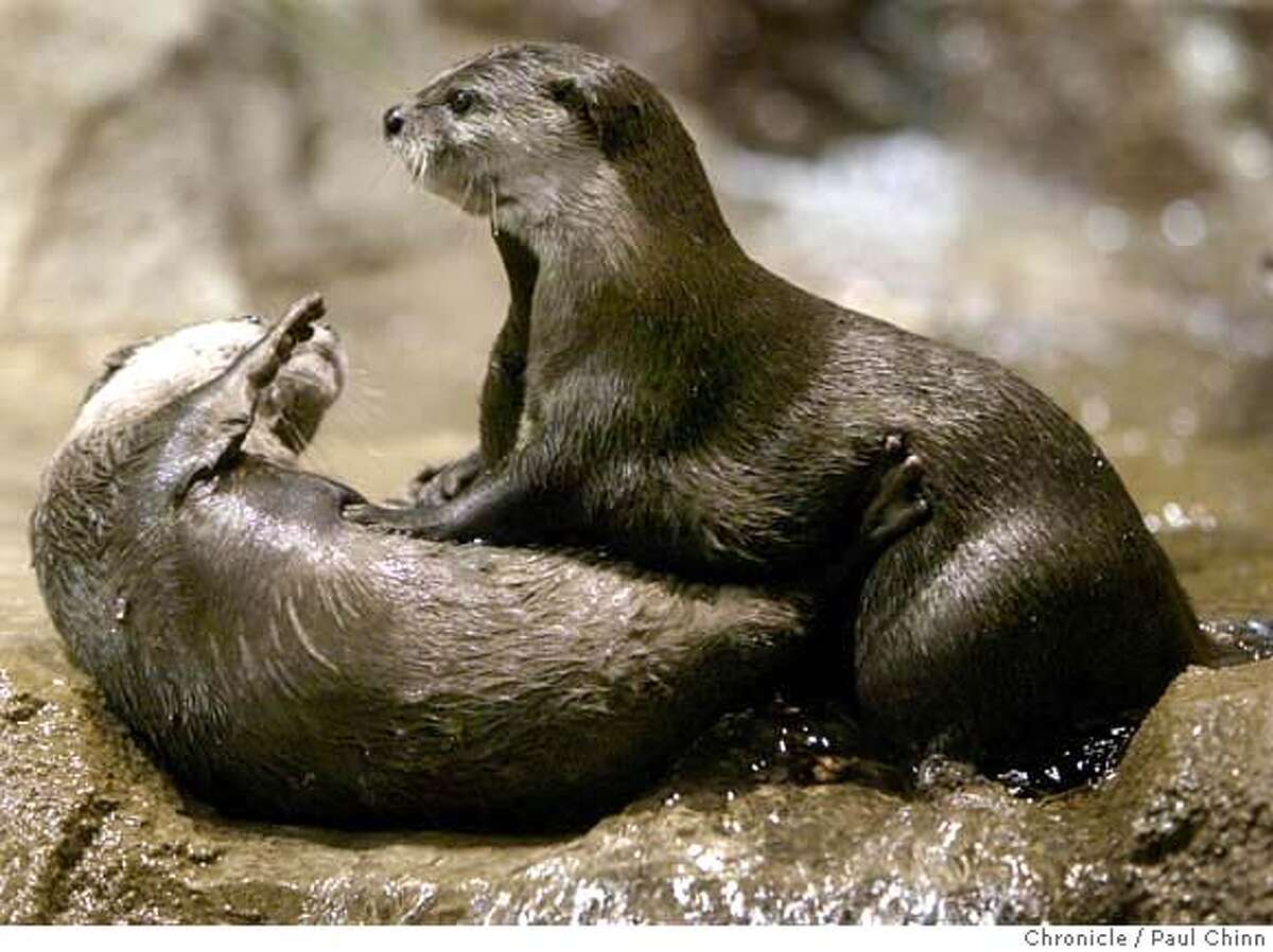 MONTEREY / They're otter(ly) irresistible / Playful mammals' fans ...