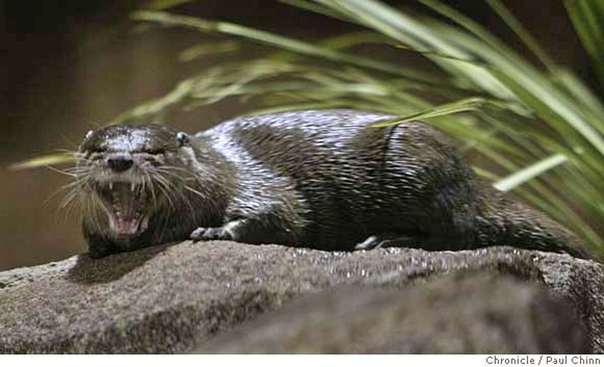 MONTEREY / They're otter(ly) irresistible / Playful mammals' fans ...