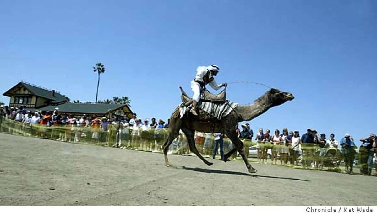 Rough riders / Camel mystique helps amateur jockeys over the hump at ...