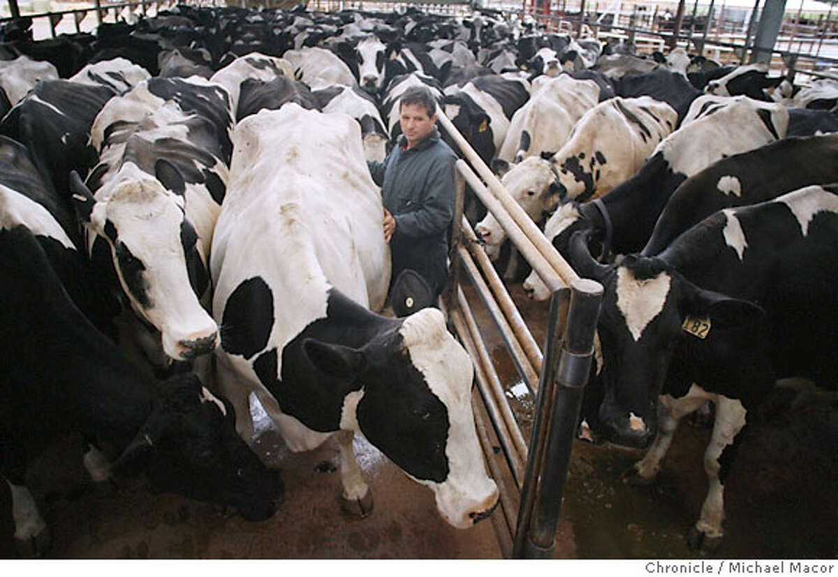 Got rbST in your milk? / Dairy co-op bows to pressure to stop use of ...