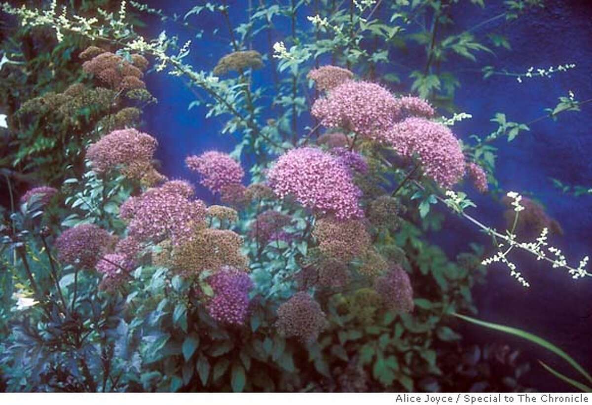 Singing the praises of throatwort