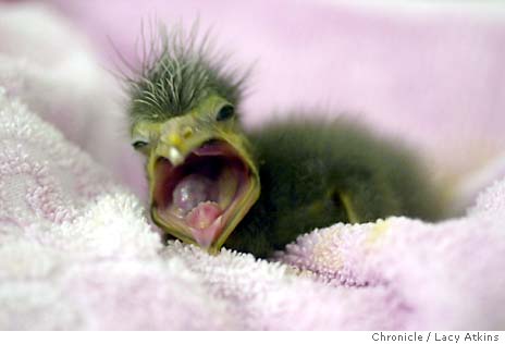 A wing and a prayer / It's 'baby bird season' at Bay Area wildlife care ...