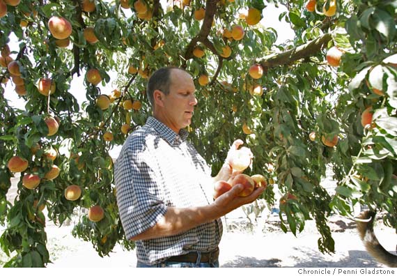 Ripe crops languish in the fields / It's harvest time in the Central ...