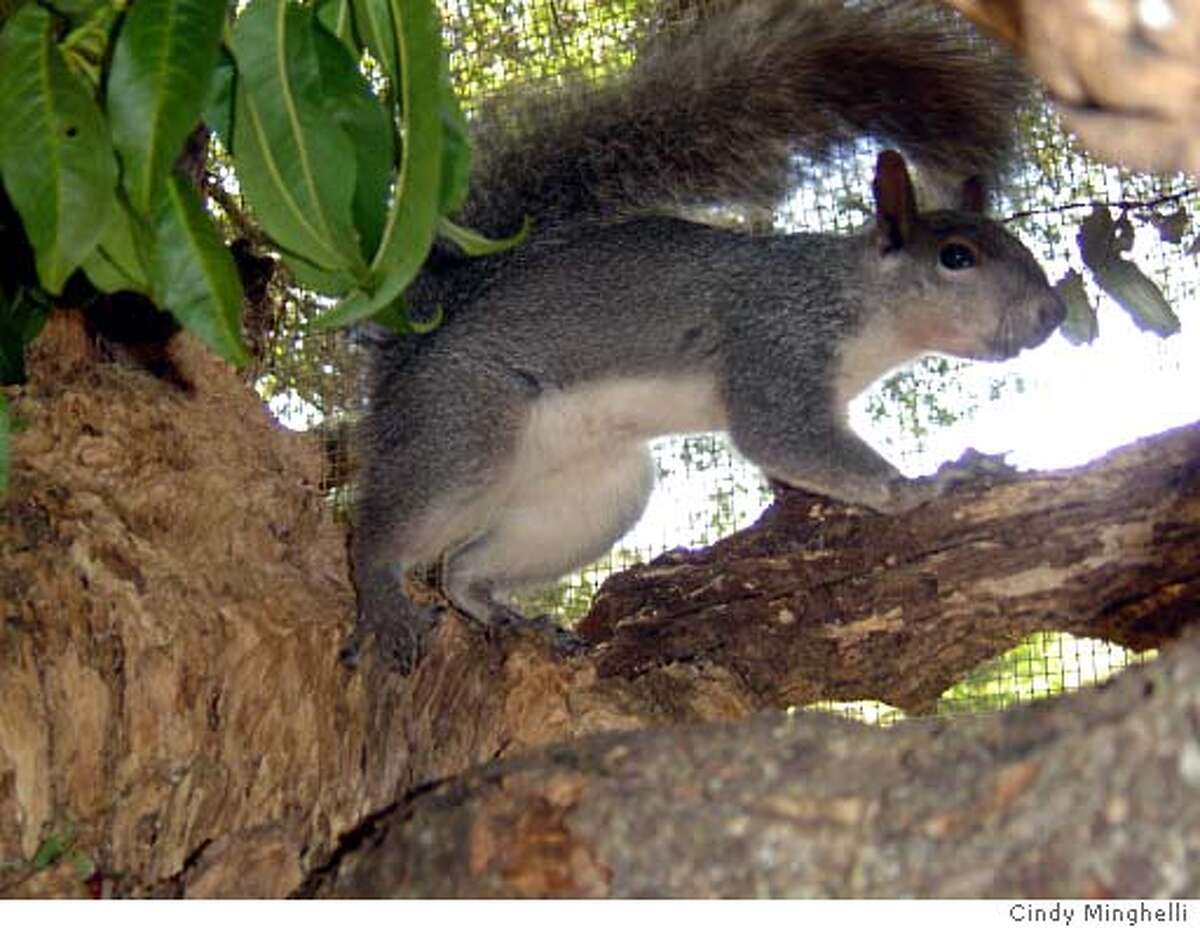 Paris Tilton's not-so-simple life / Things became complex for the ...