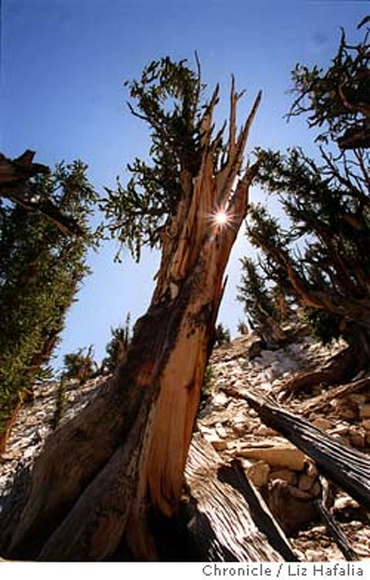 Taking steps to clone world's oldest known tree / Methuselah's buds ...