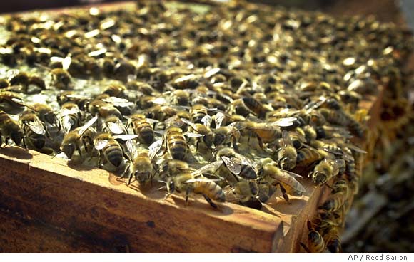 Could genetically modified crops be killing bees?