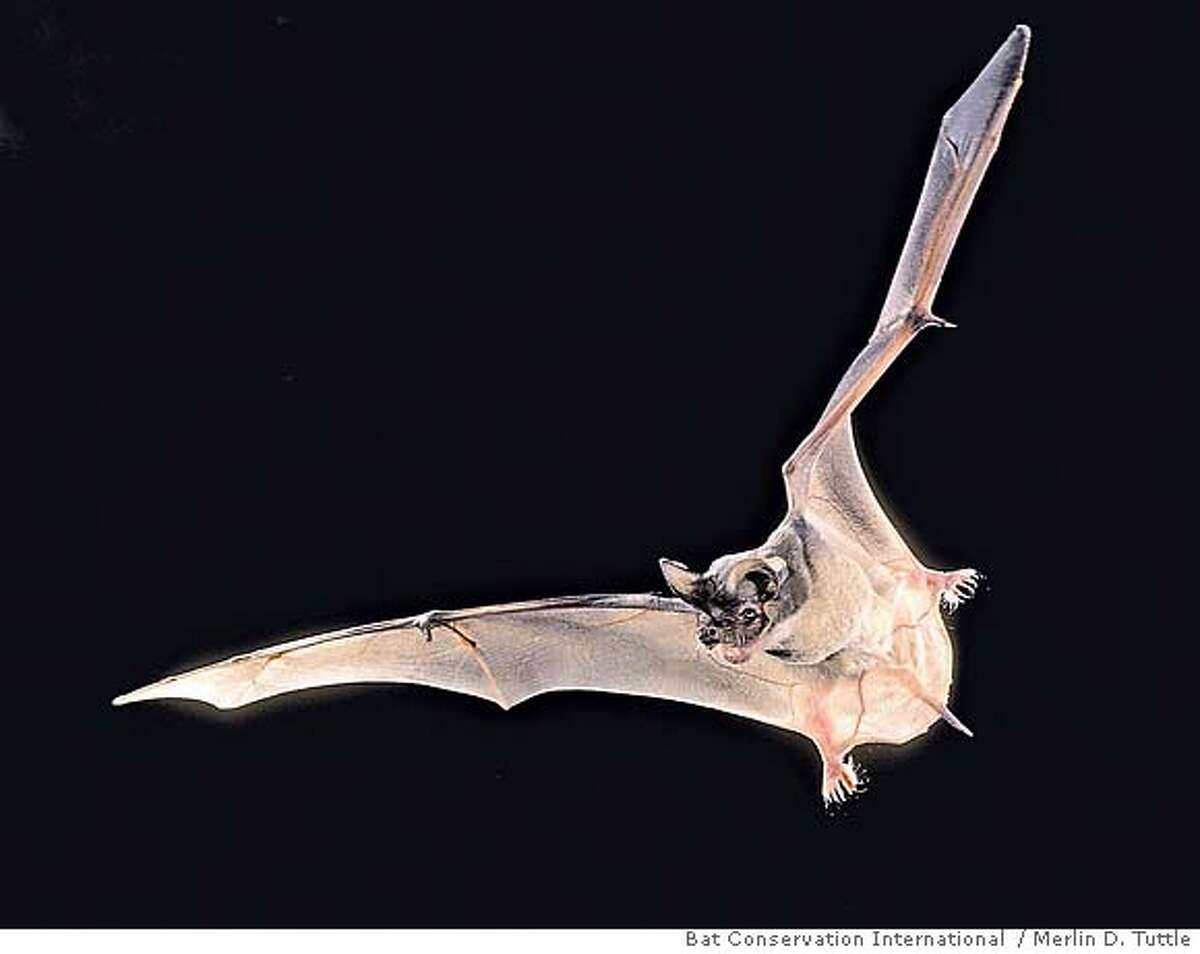 Tiny flying mammals are uniquely skilled (and not so scary)