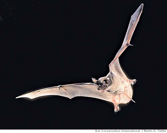 Tiny flying mammals are uniquely skilled (and not so scary)