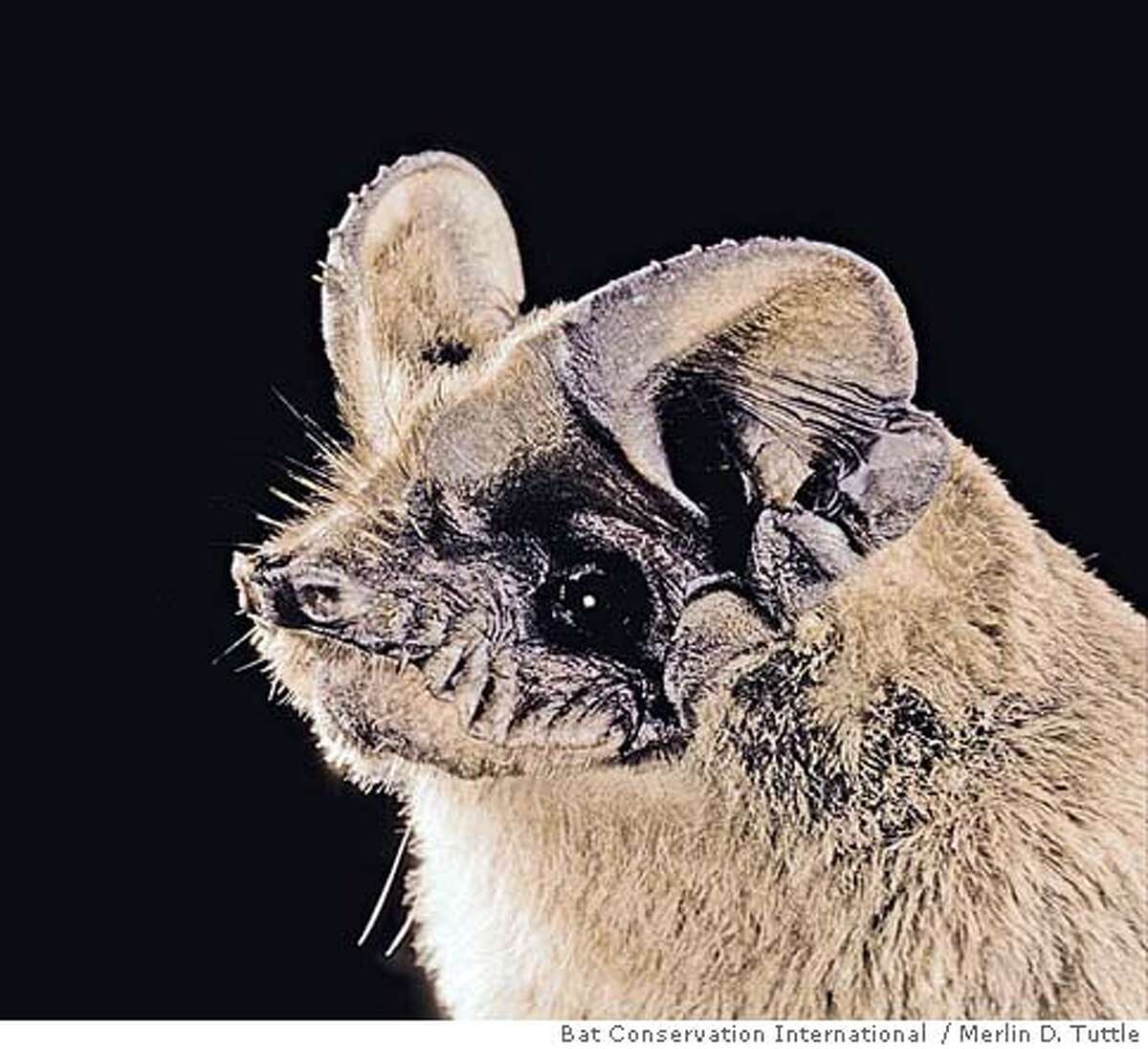 Tiny flying mammals are uniquely skilled (and not so scary)