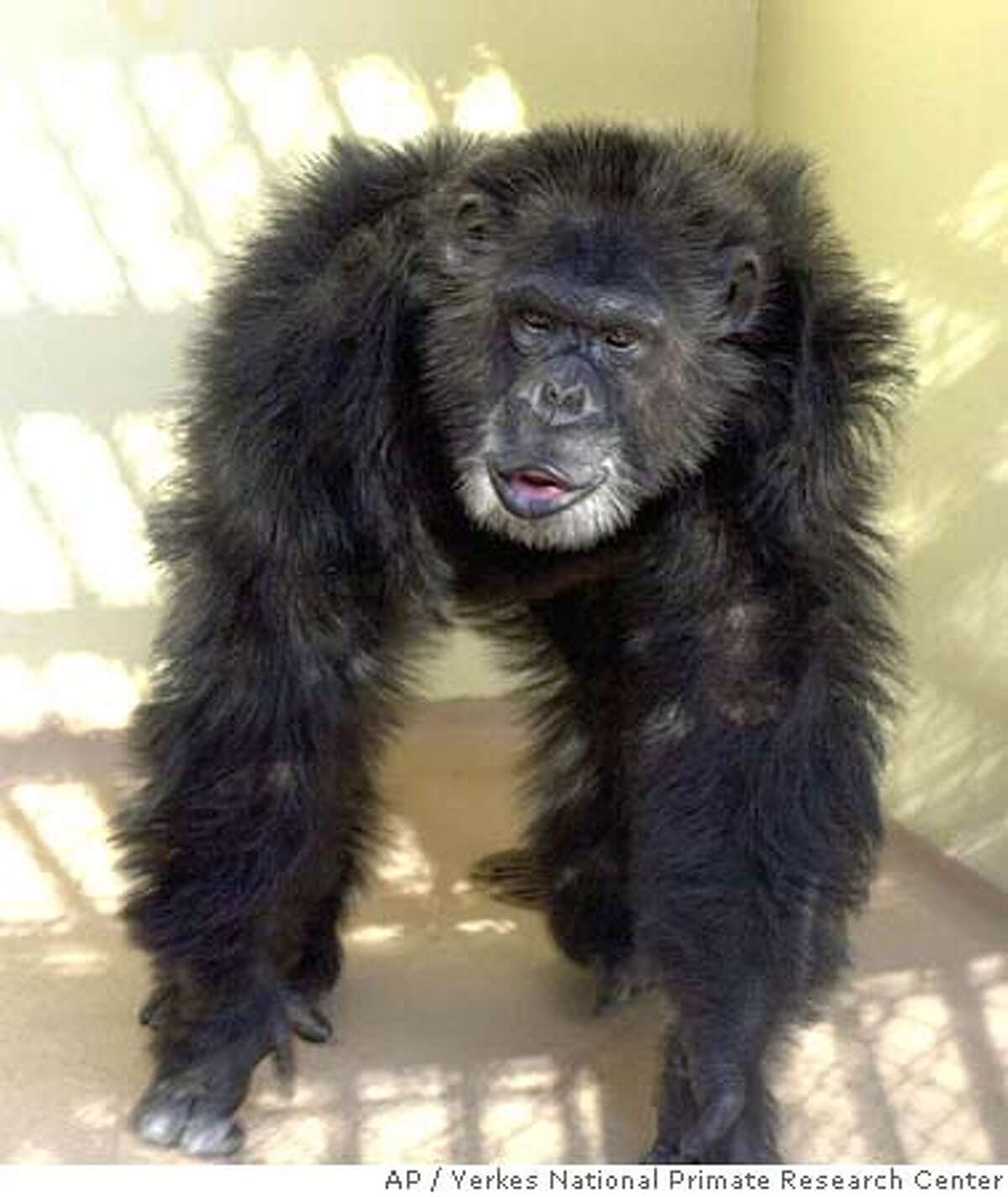 Man, chimps share genes / Comparison of genomes shows thousands are ...