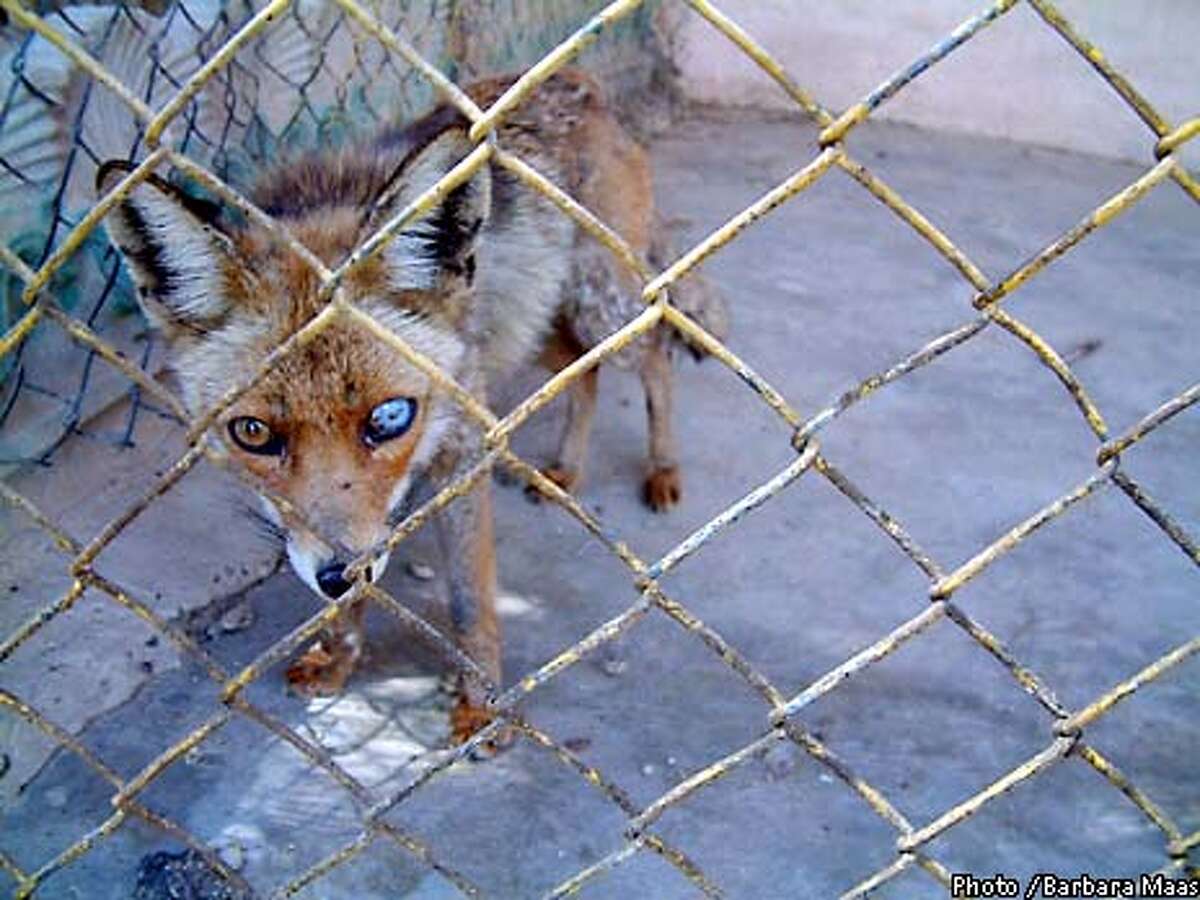 S.F. group joins effort to save Baghdad zoo animals