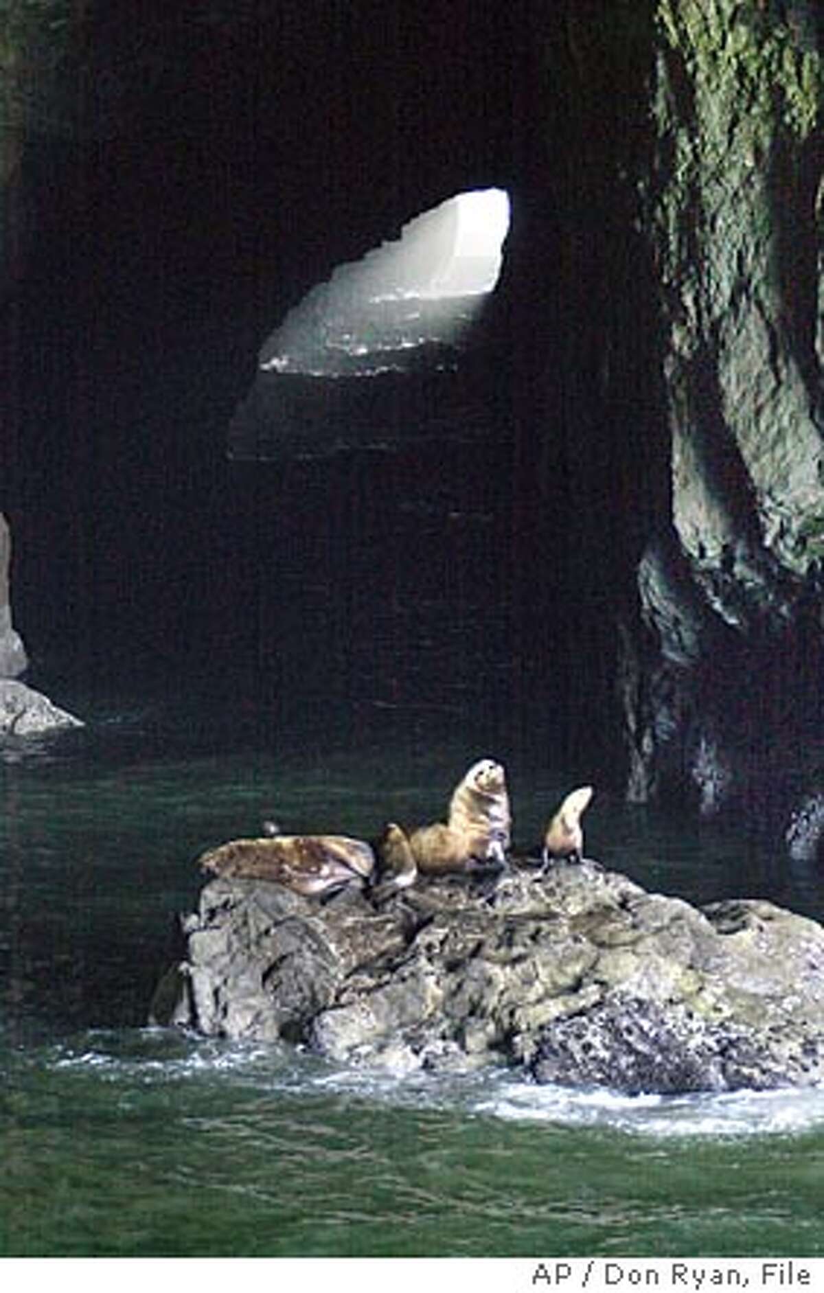 Stellar site for sea lions / Unlike Pier 39, Oregon cave swims with ...