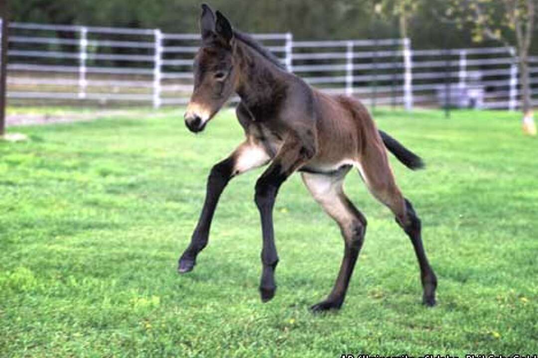 Researchers add mule to family of the cloned / Equine copy augurs ...