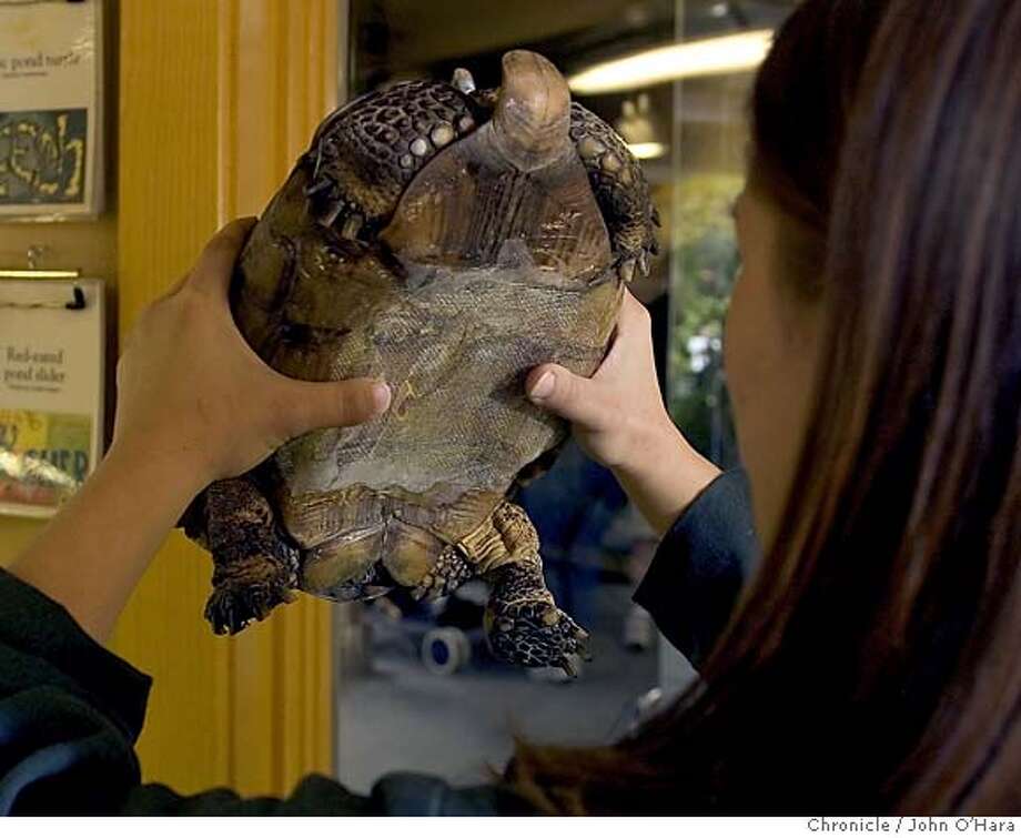 SAN FRANCISCO / Surgery on zoo's tortoise like fixing a surfboard ding ...