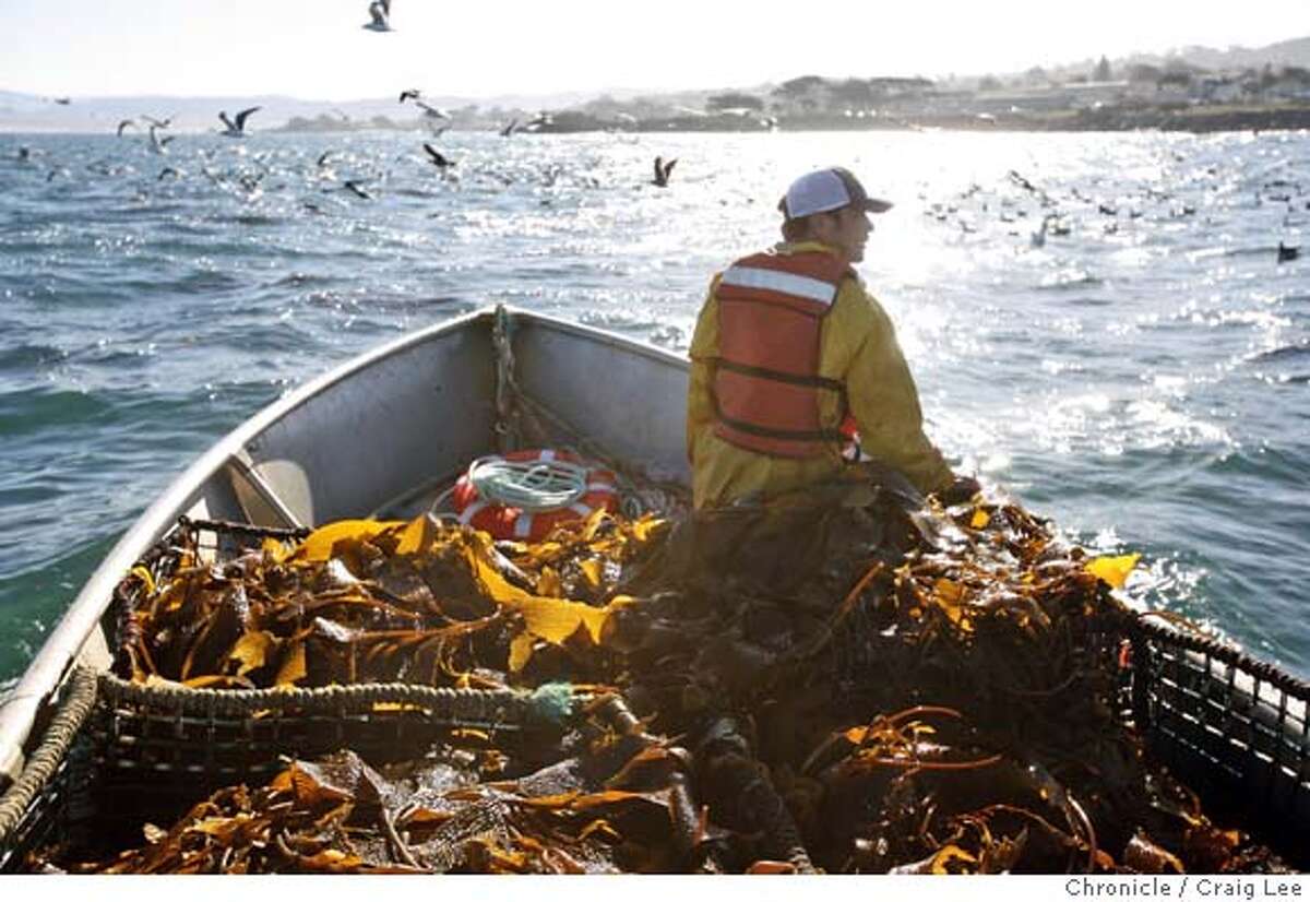 Abalone's luster grows / Eco-friendly aquaculture lures endangered ...