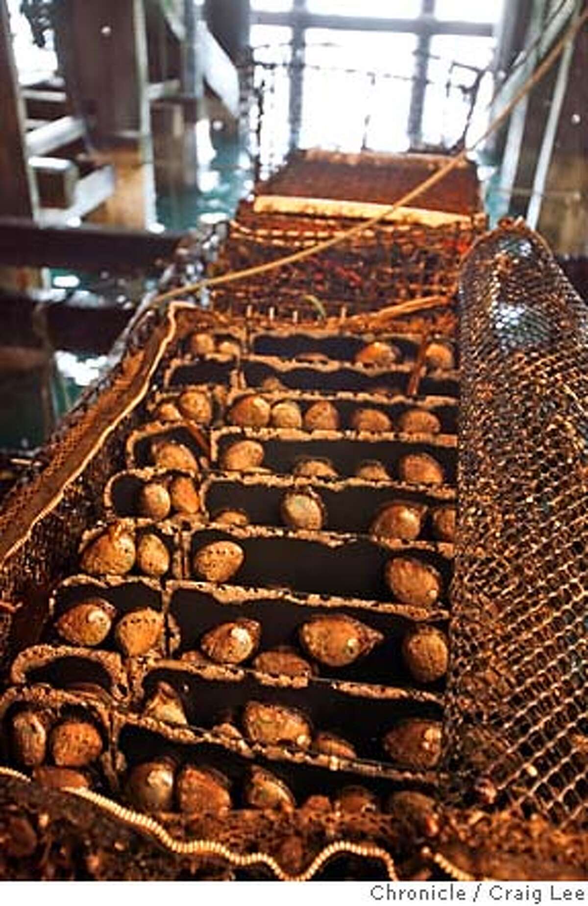 Abalone's luster grows / Eco-friendly aquaculture lures endangered ...