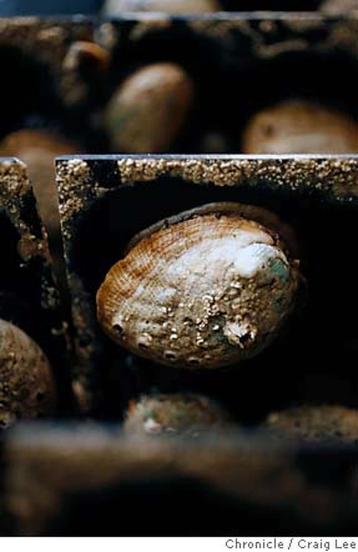 Abalone's luster grows / Eco-friendly aquaculture lures endangered ...