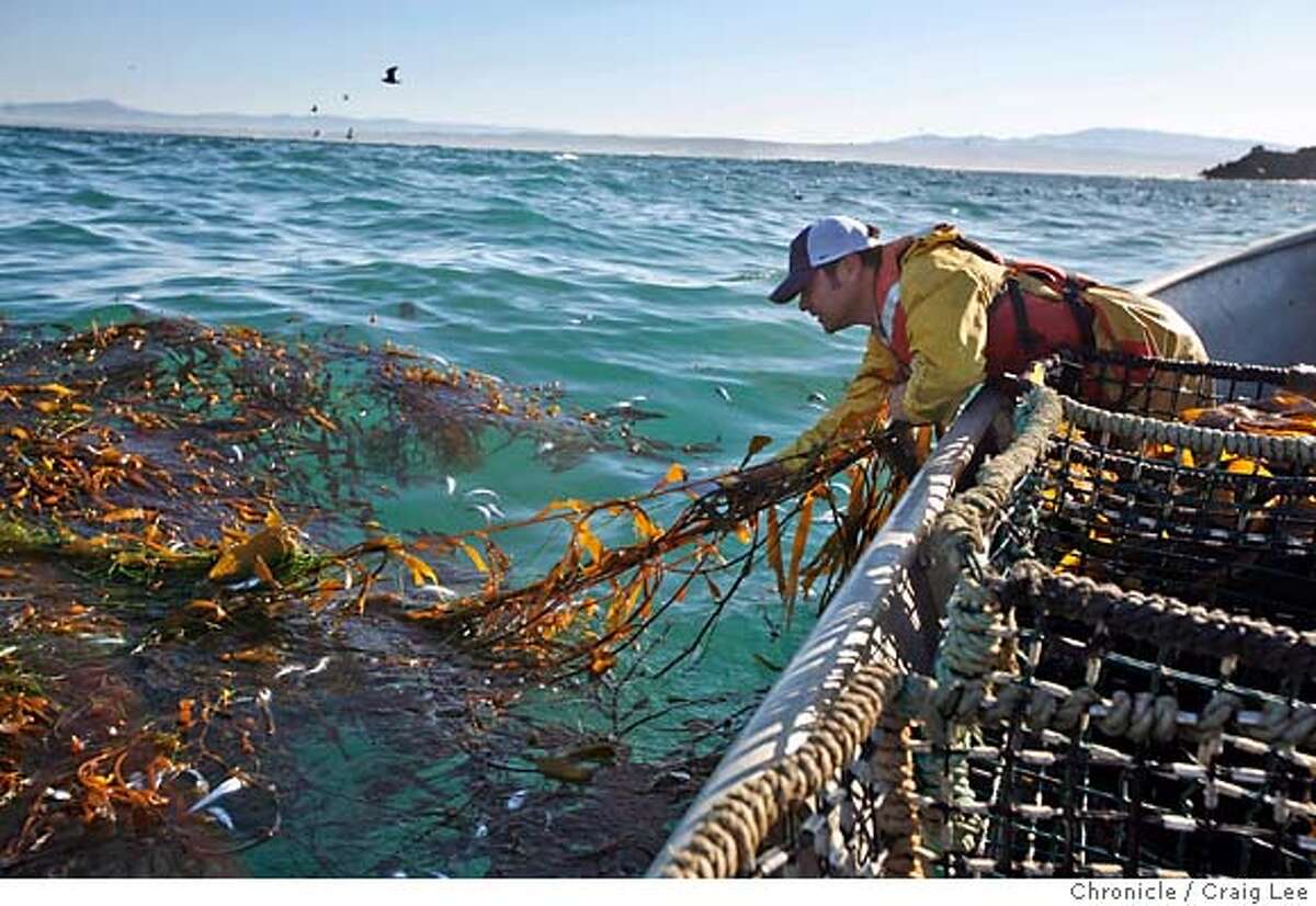 Abalone's luster grows / Eco-friendly aquaculture lures endangered ...