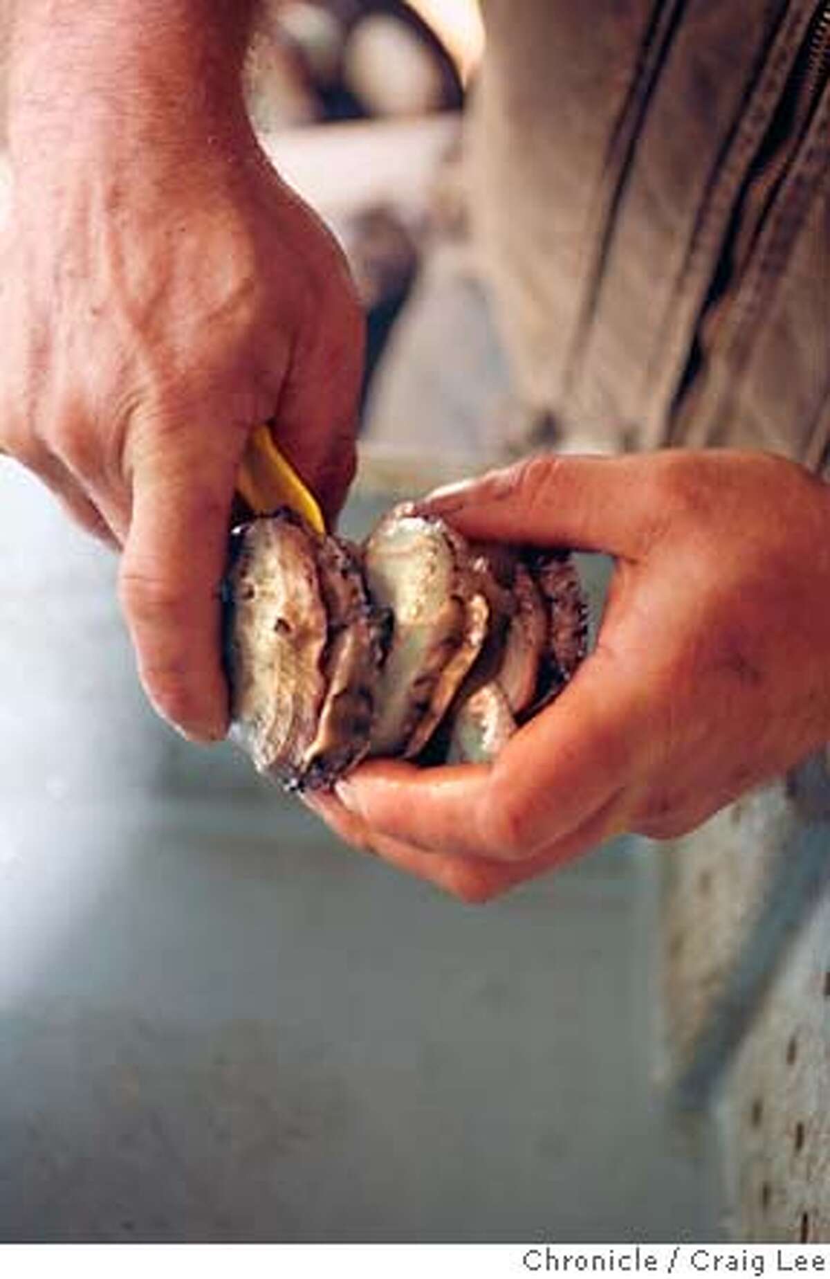 Abalone's luster grows / Eco-friendly aquaculture lures endangered ...